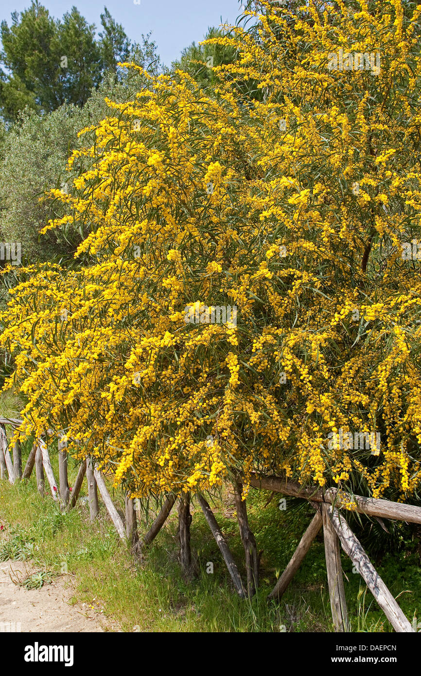Coojong, Golden wreath wattle, Orange wattle, Blue-leafed wattle ...