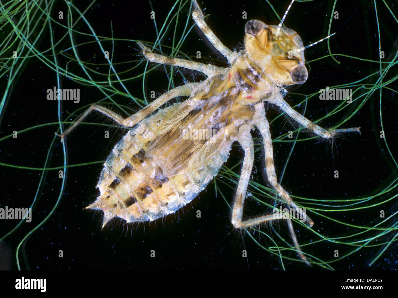 vagrant sympetrum (Sympetrum vulgatum), larva in water, Germany Stock ...