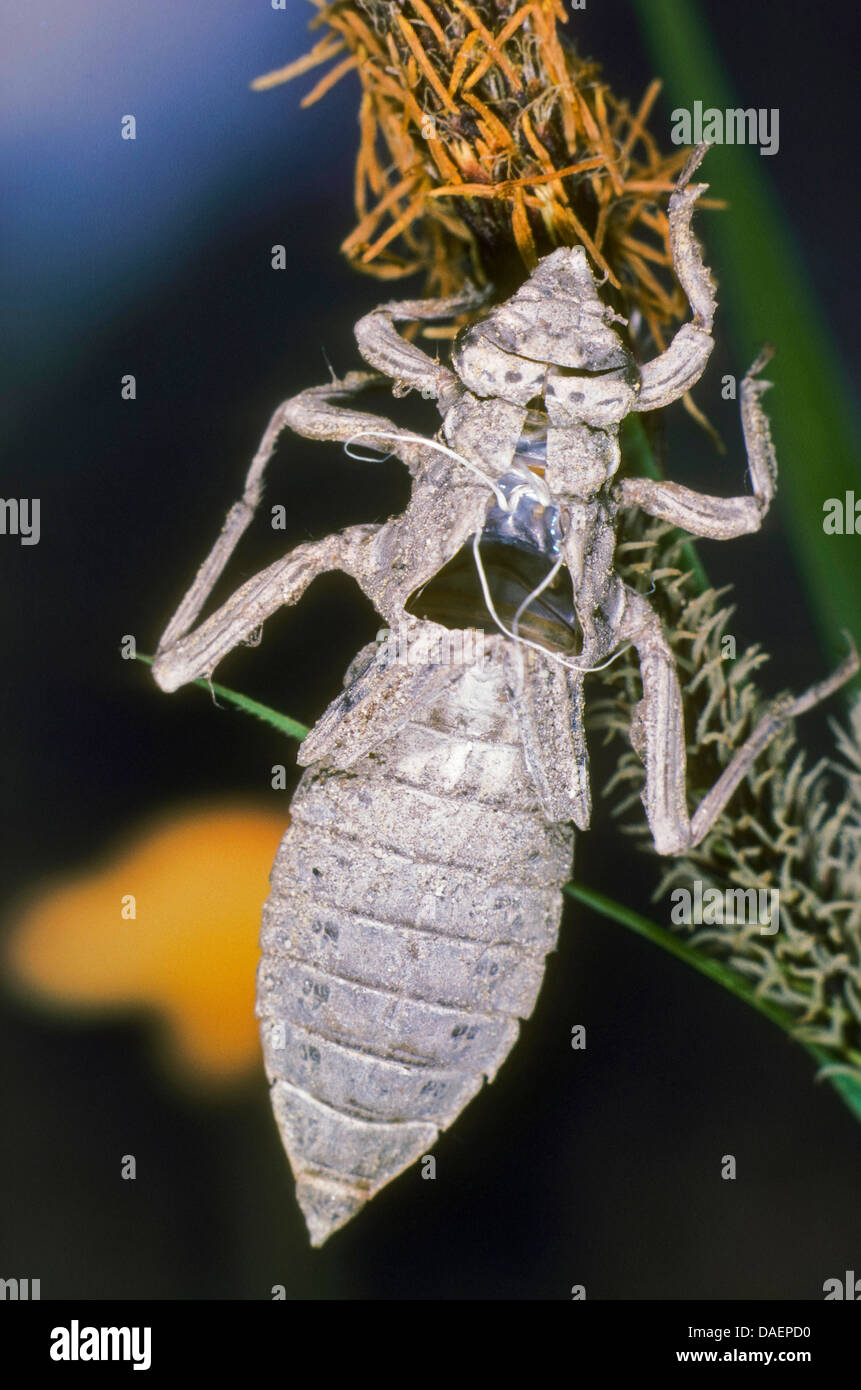 club-tailed dragonfly (Gomphus vulgatissimus), exuvia at a grass ...