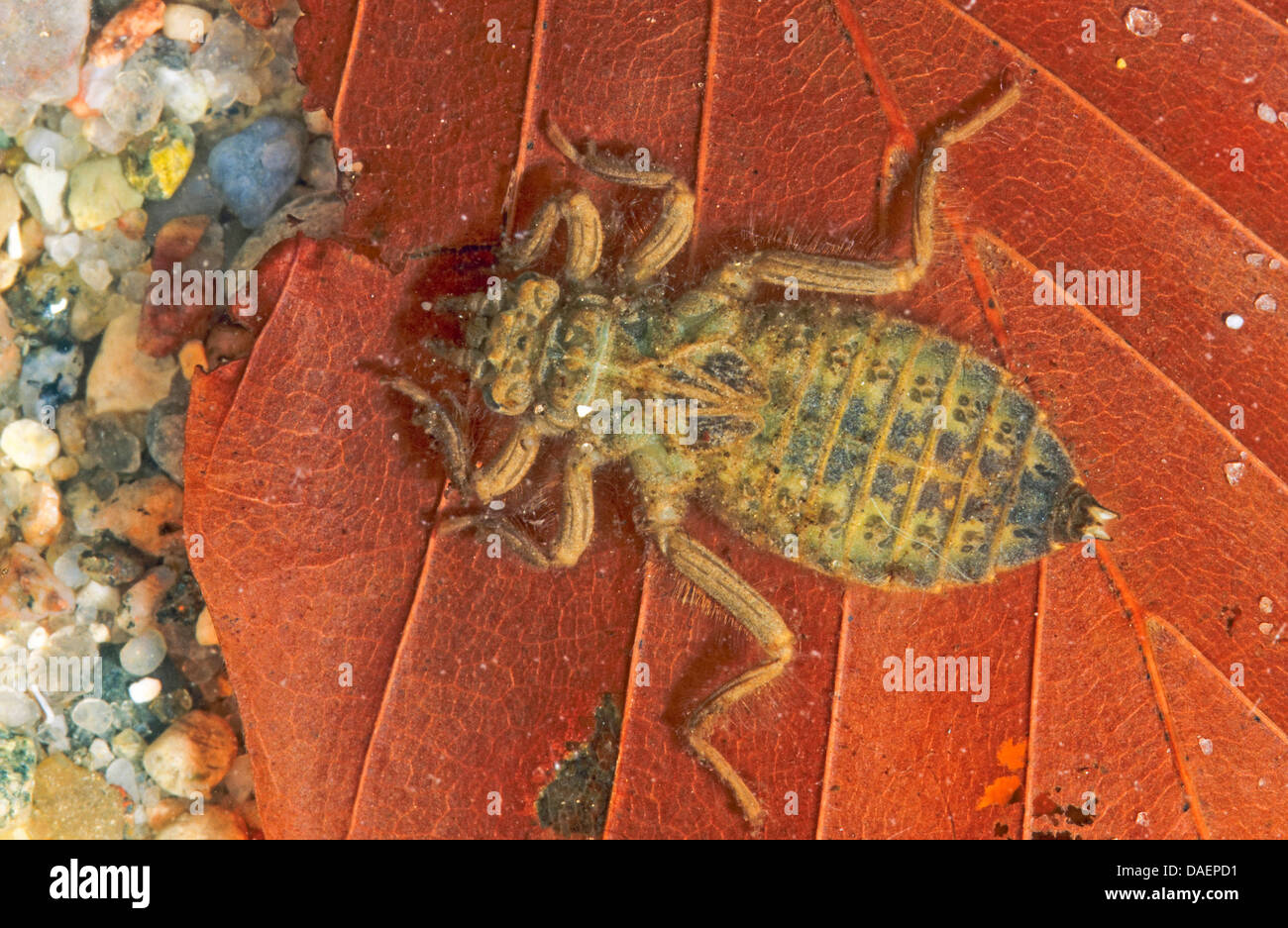 club-tailed dragonfly (Gomphus vulgatissimus), larva in water, Germany ...