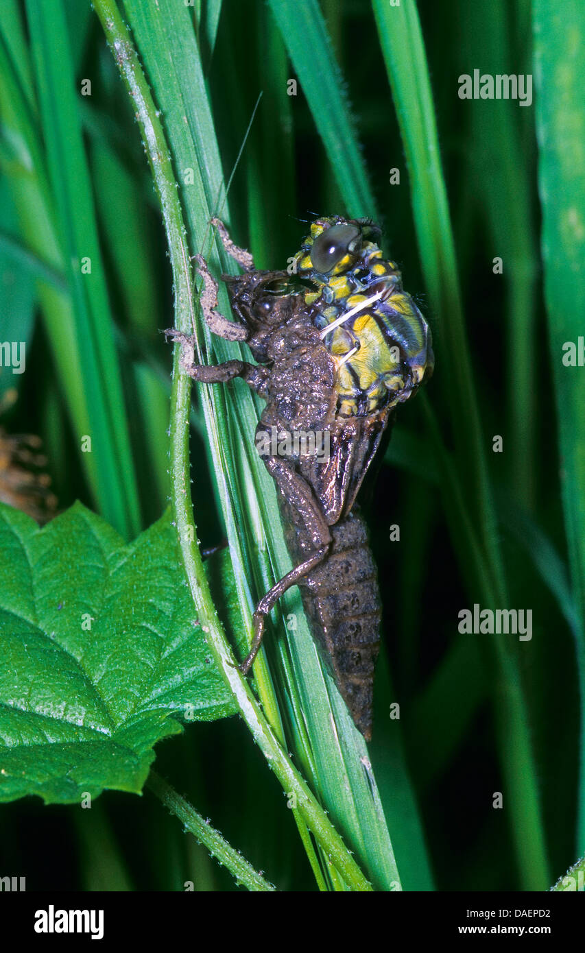 club-tailed dragonfly (Gomphus vulgatissimus), hatching, pictures ...