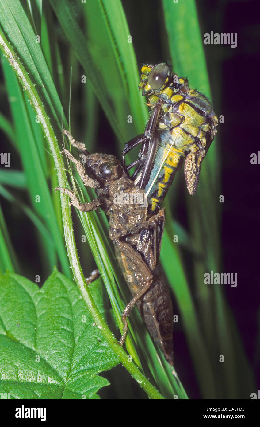 club-tailed dragonfly (Gomphus vulgatissimus), hatching, pictures ...