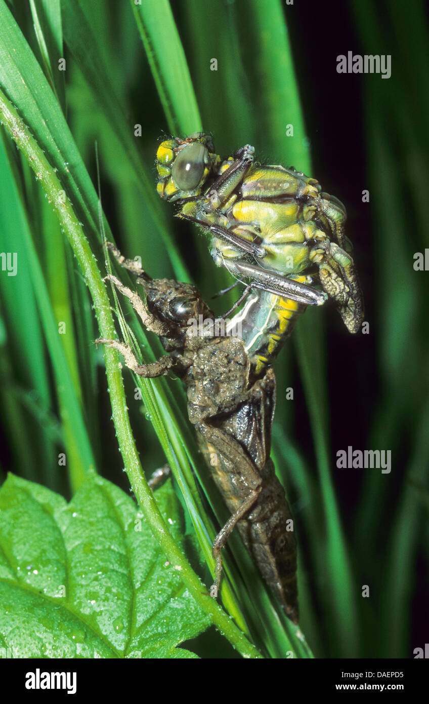 club-tailed dragonfly (Gomphus vulgatissimus), hatching, pictures ...