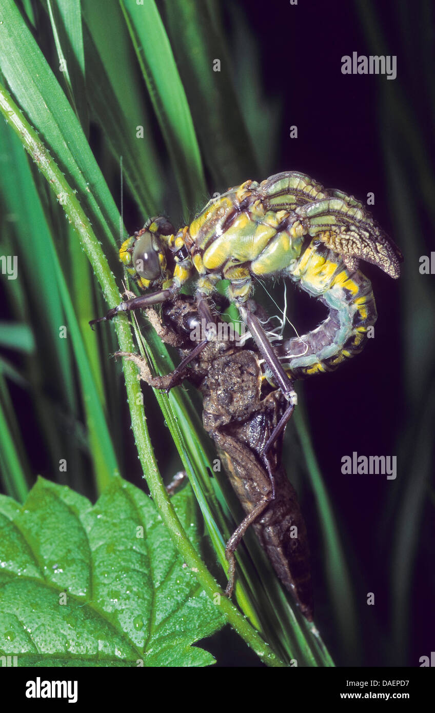 club-tailed dragonfly (Gomphus vulgatissimus), hatching, pictures ...