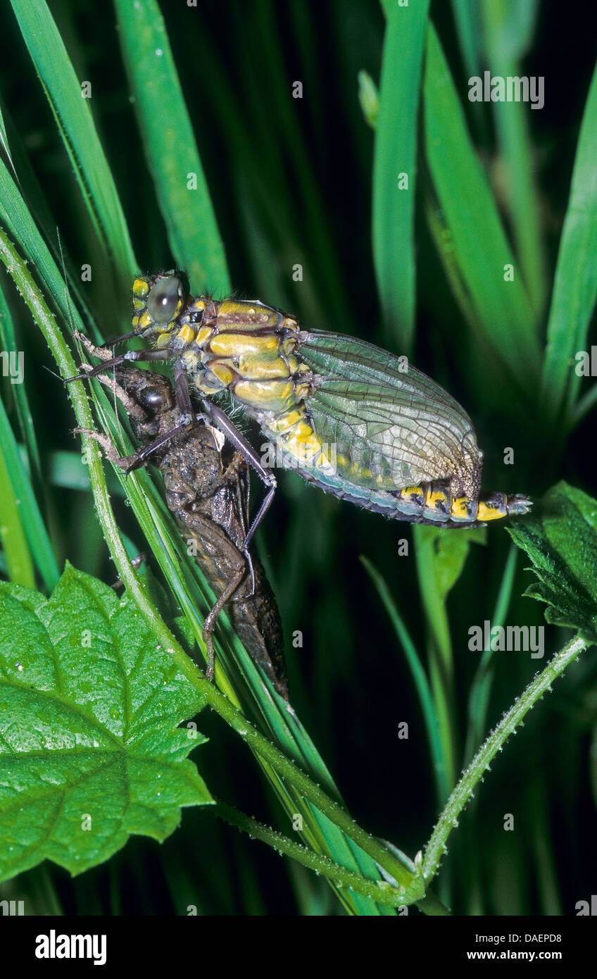 club-tailed dragonfly (Gomphus vulgatissimus), hatching, pictures ...