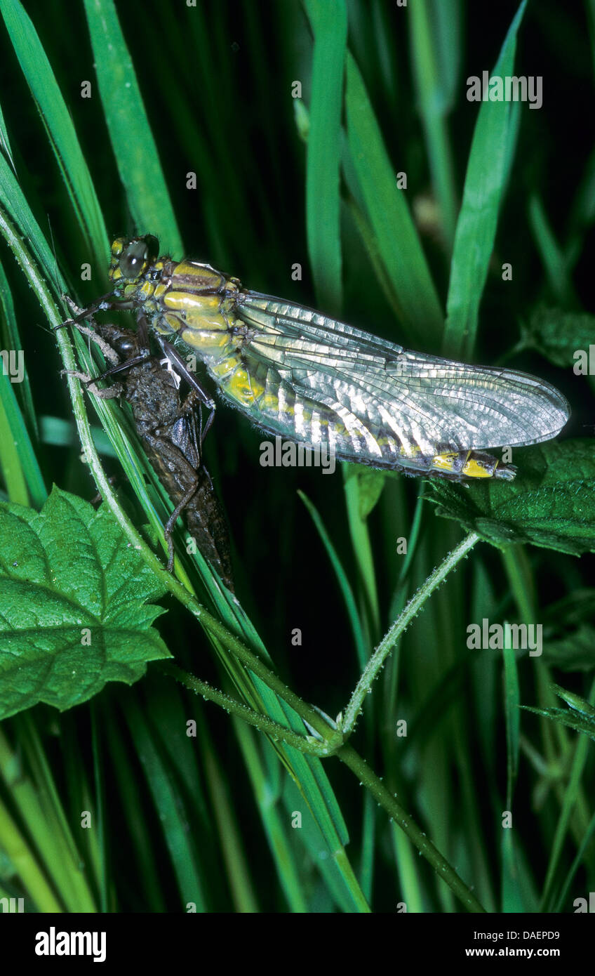 club-tailed dragonfly (Gomphus vulgatissimus), hatching, pictures ...