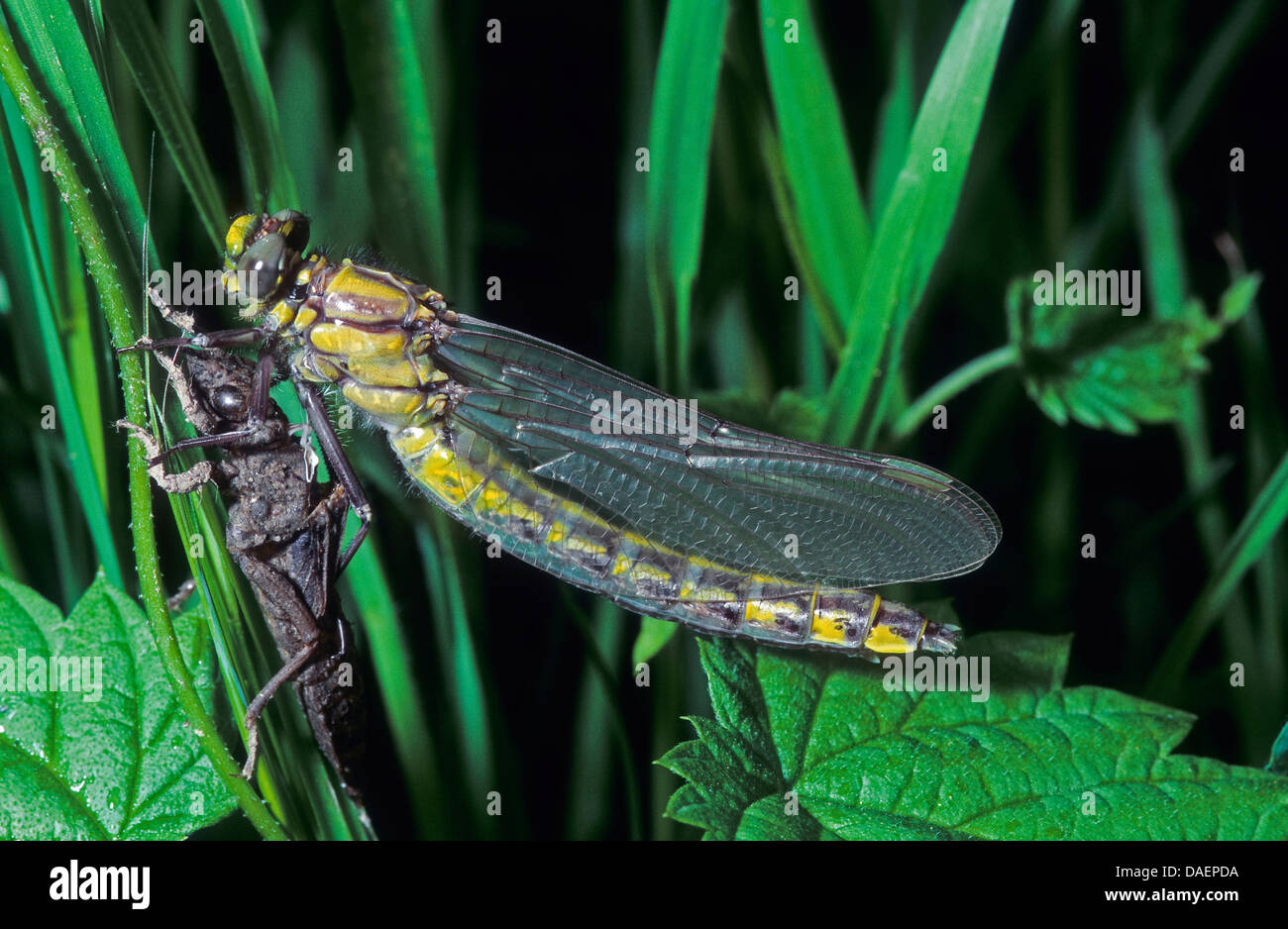 club-tailed dragonfly (Gomphus vulgatissimus), hatching, pictures ...