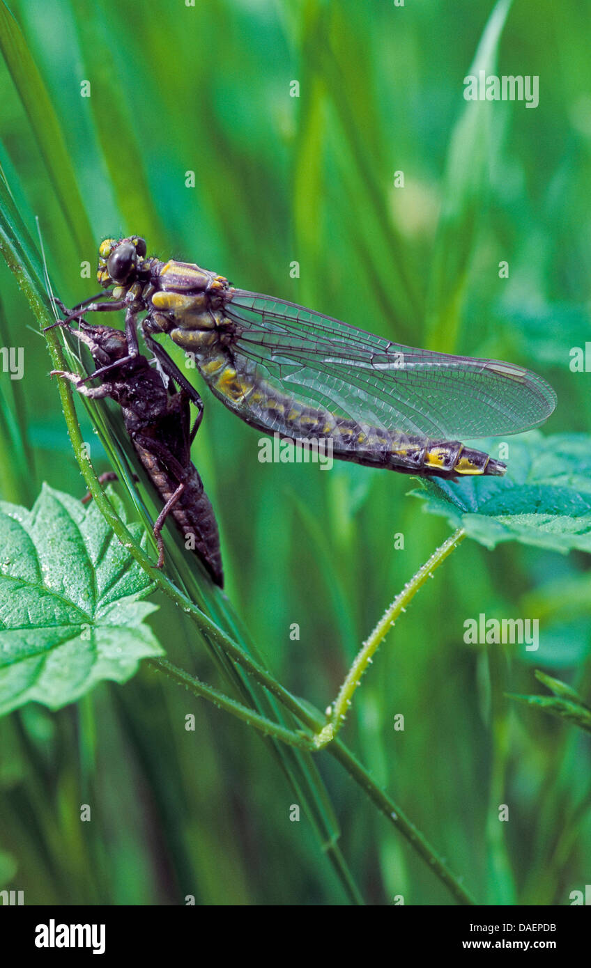 club-tailed dragonfly (Gomphus vulgatissimus), hatching, pictures ...