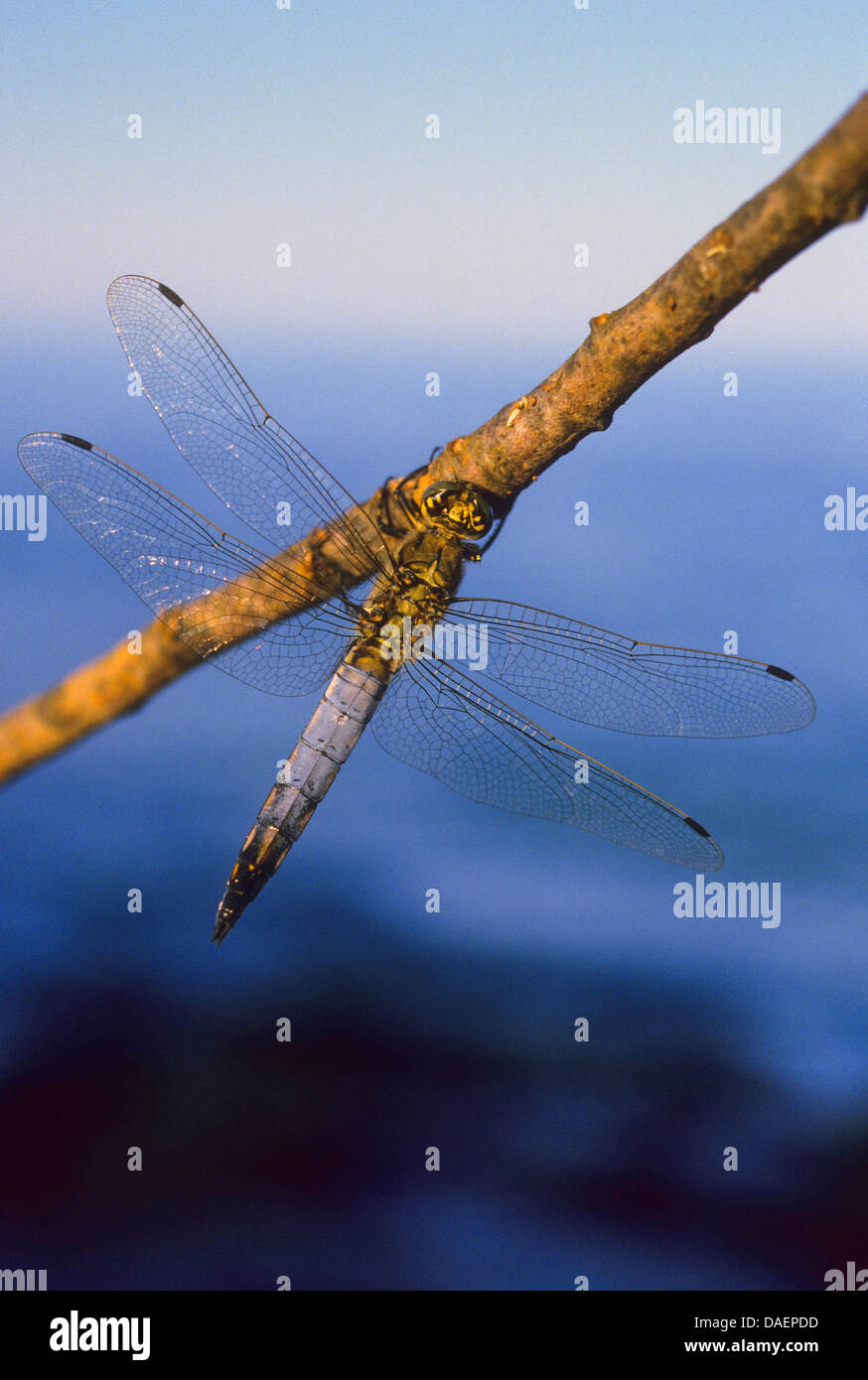 black-tailed skimmer (Orthetrum cancellatum), male sitting at a branch ...