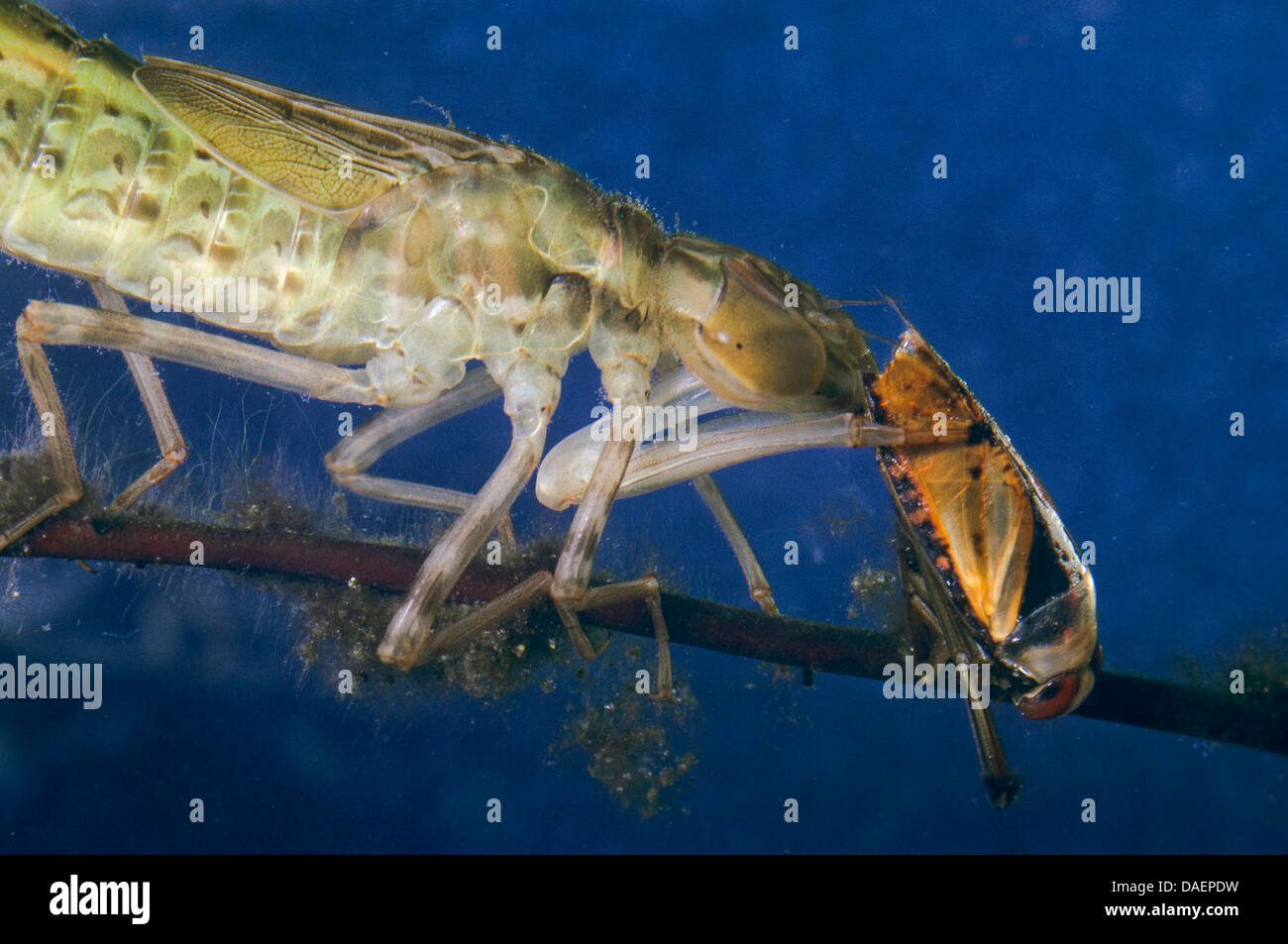 Backswimmer insect eating High Resolution Stock Photography and Images ...