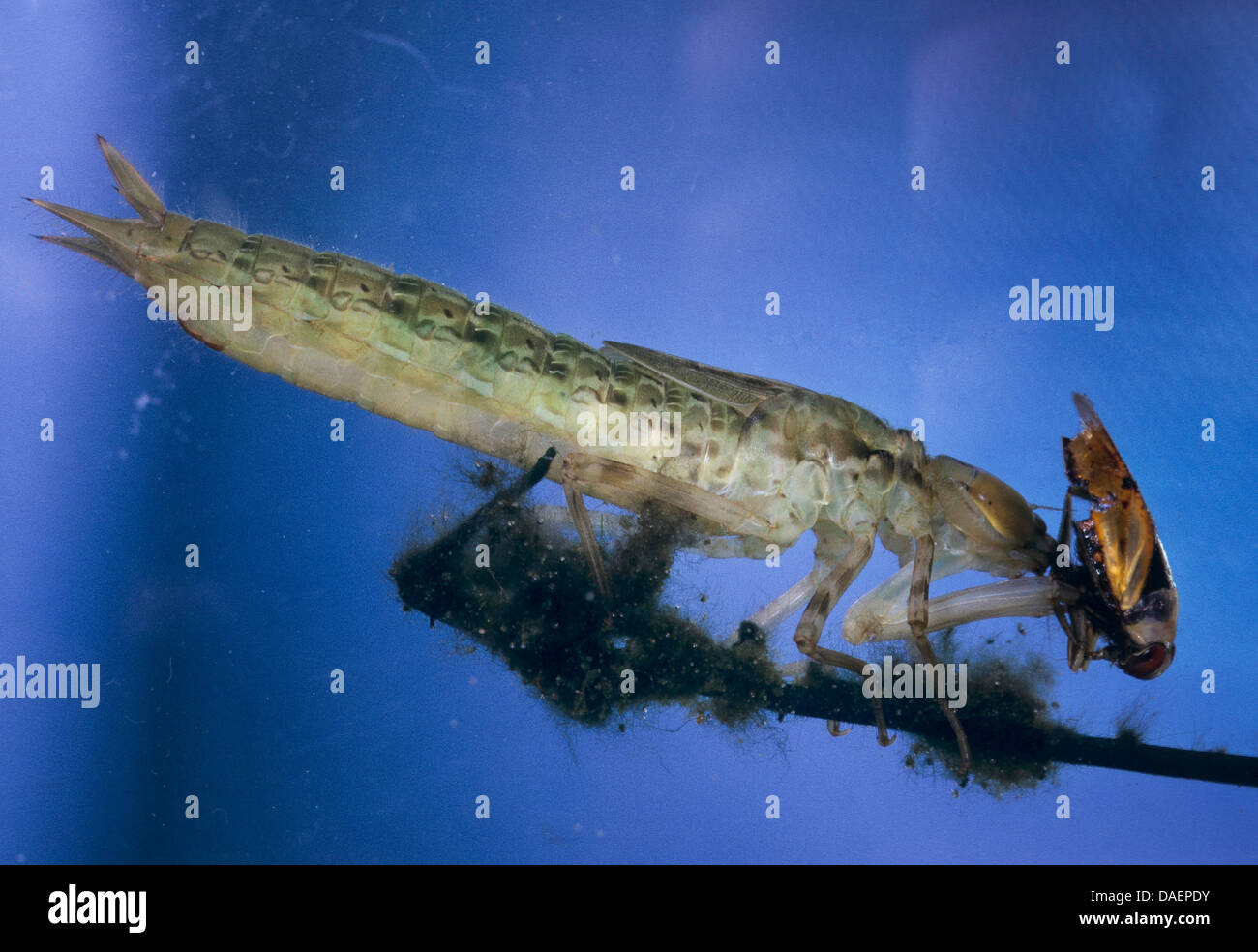 emperor dragonfly (Anax imperator), larva in water with a caught ...