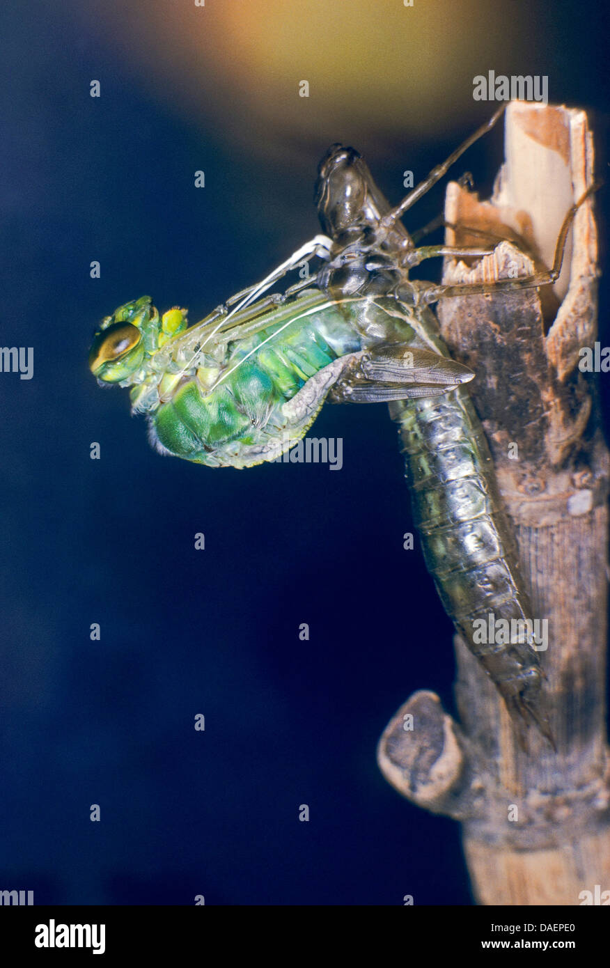 emperor dragonfly (Anax imperator), hatching, picture series, Germany ...