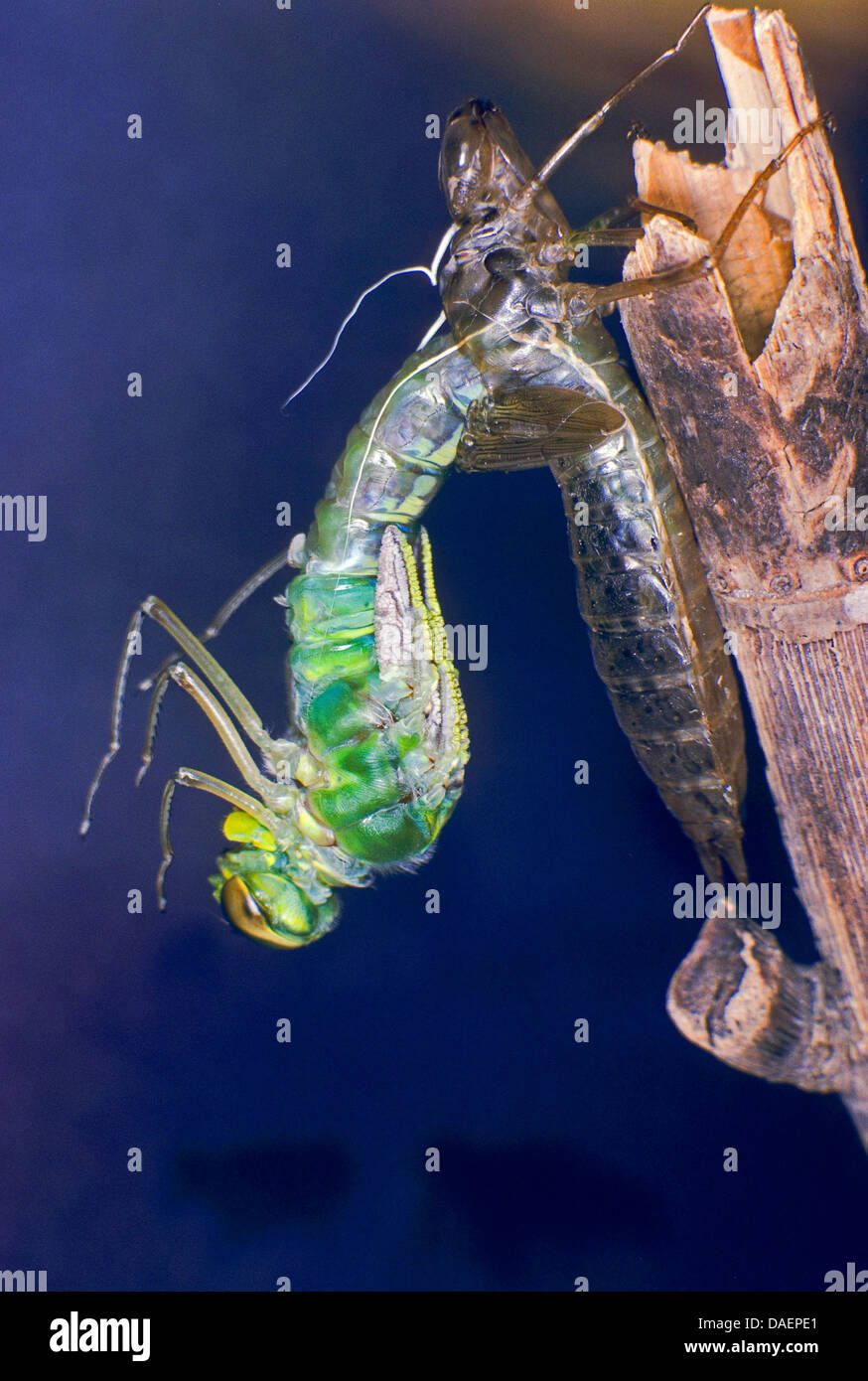 emperor dragonfly (Anax imperator), hatching, picture series, Germany ...