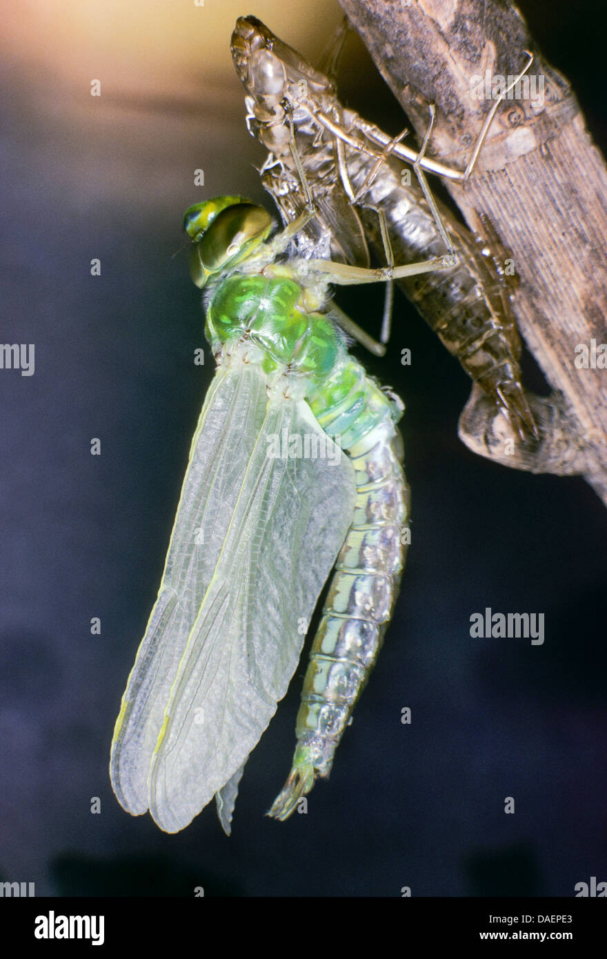 emperor dragonfly (Anax imperator), hatching, picture series, Germany ...
