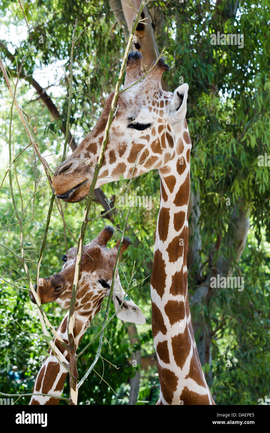 Giraffe portrait on background of trees Stock Photo - Alamy