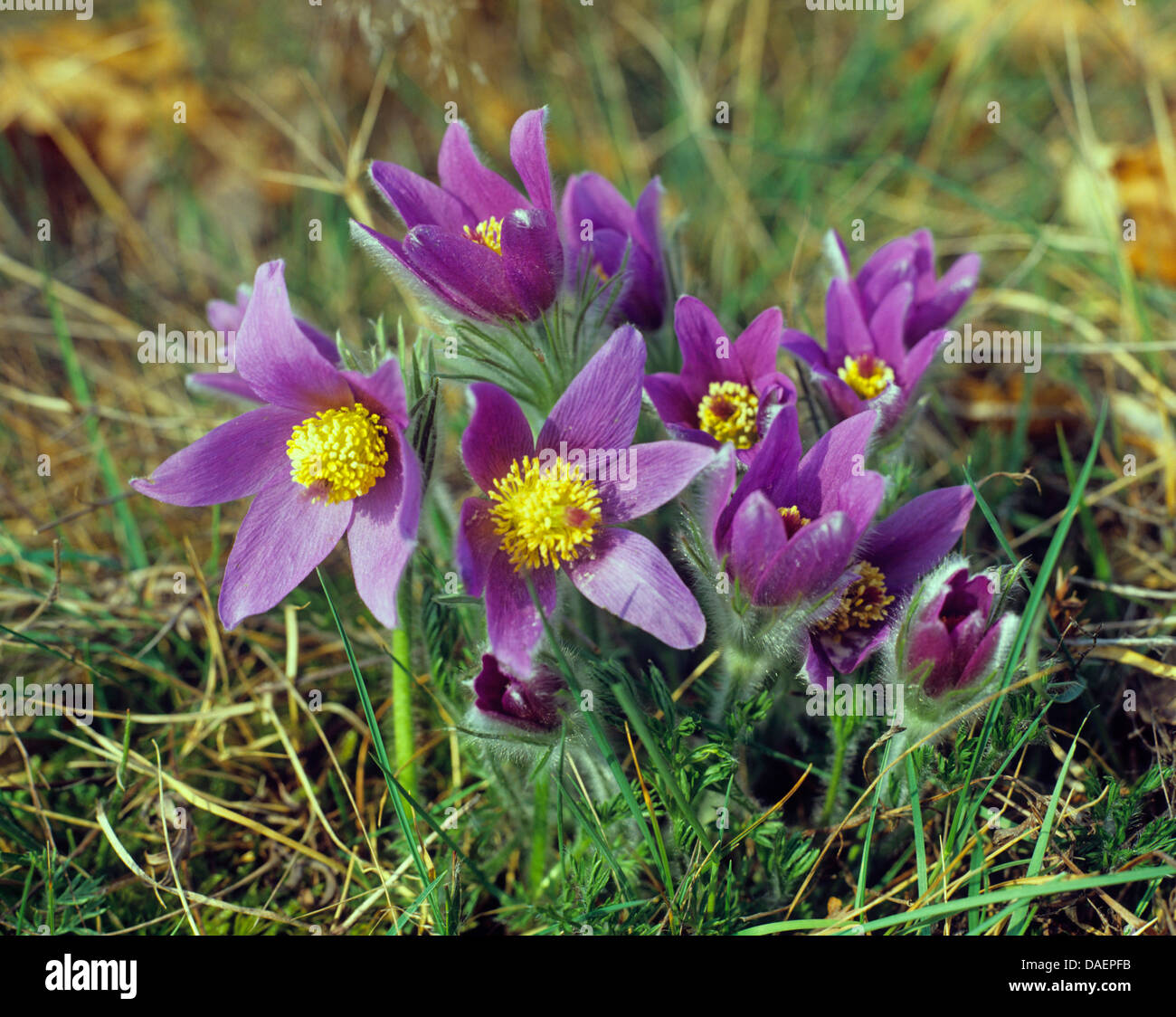 pasque flower (Pulsatilla vulgaris), blooming in a meadow, Germany ...