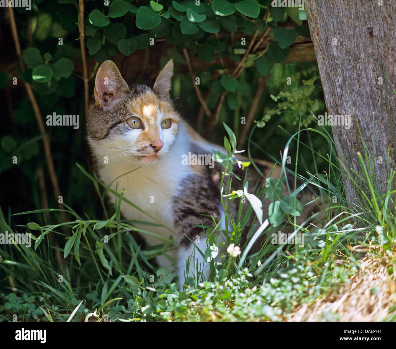 Domestic cat felis silvestris catus sitting in a garden hi-res stock ...