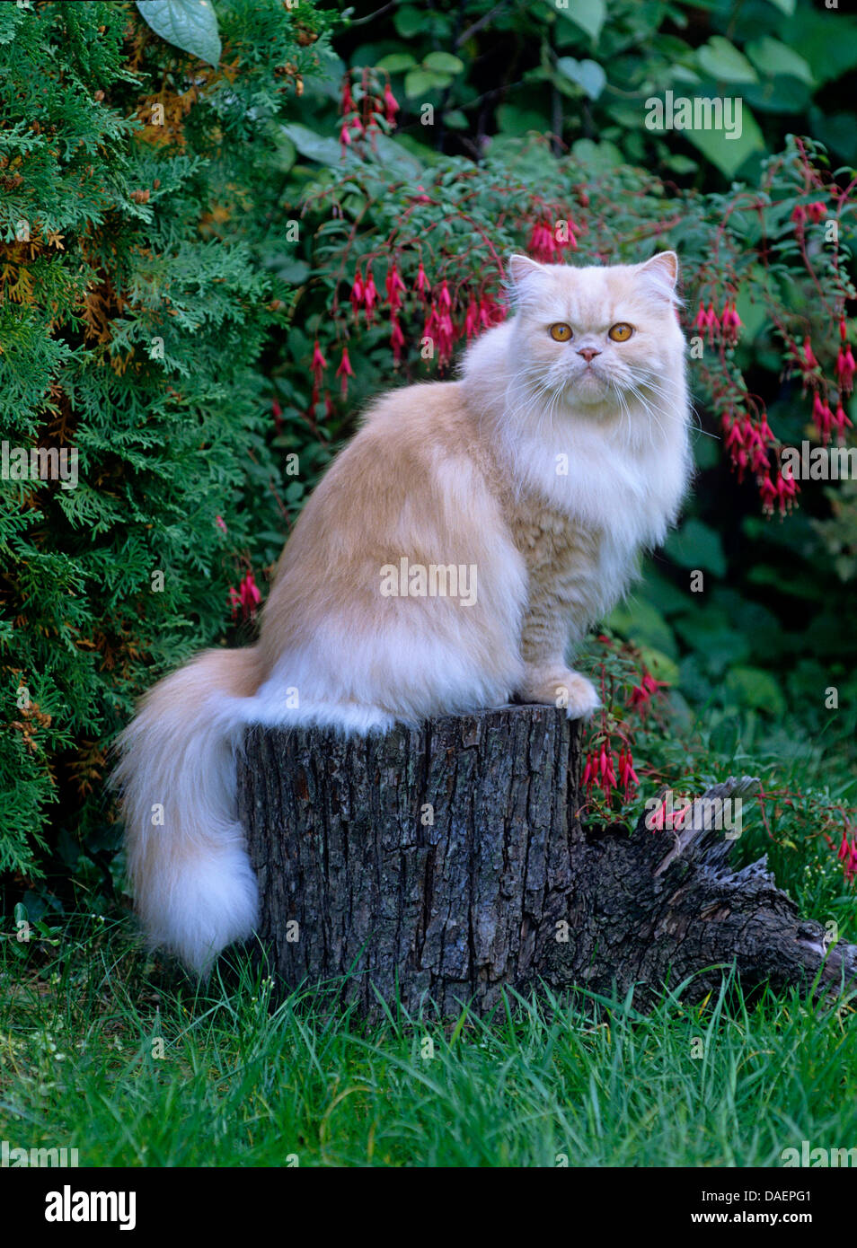 domestic cat, house cat, Persian (Felis silvestris f. catus), sitting ...