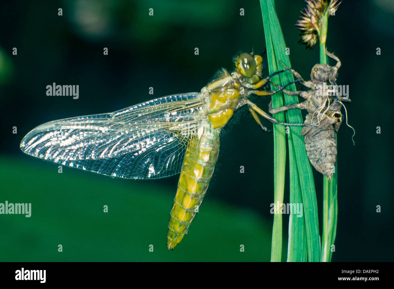 Libellula Depressa Larva High Resolution Stock Photography and Images ...