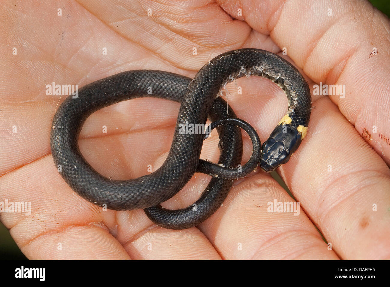 grass snake (Natrix natrix), snake on a child's hand, Germany Stock ...