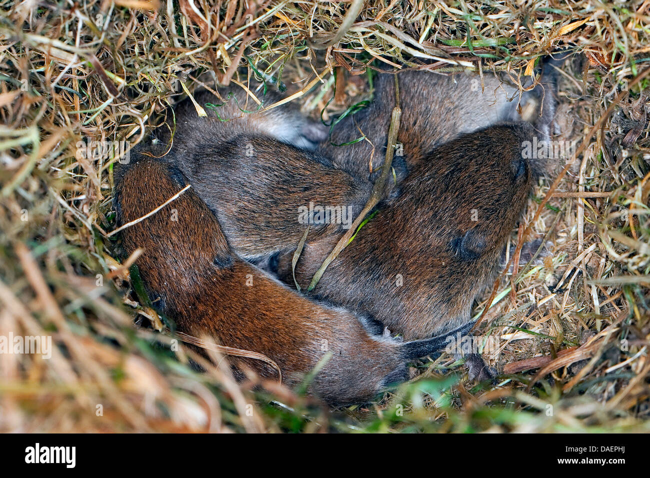 Baby Vole Nest