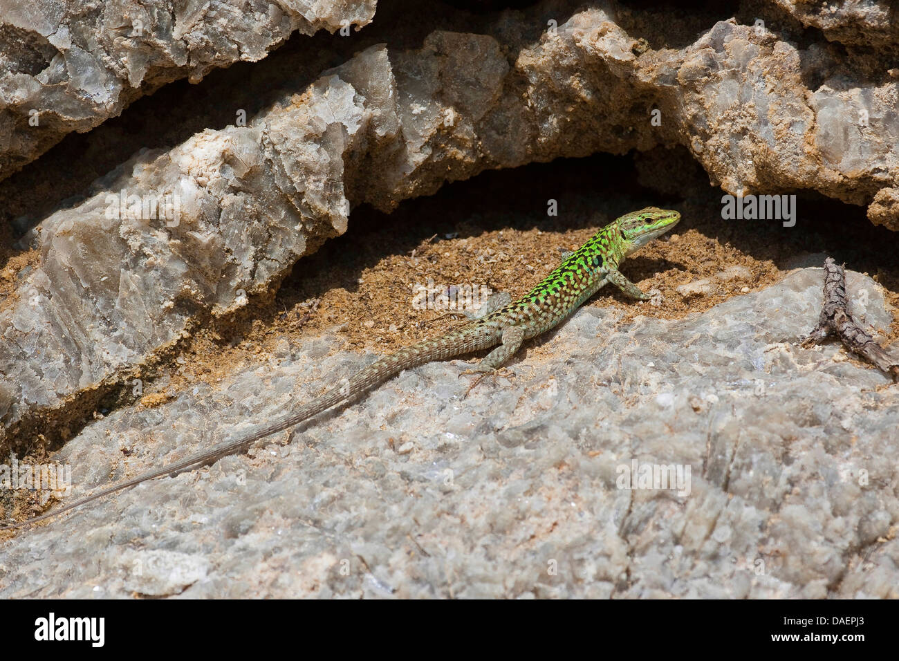 Italian wall lizard, ruin lizard, European wall lizard (Podarcis sicula ...