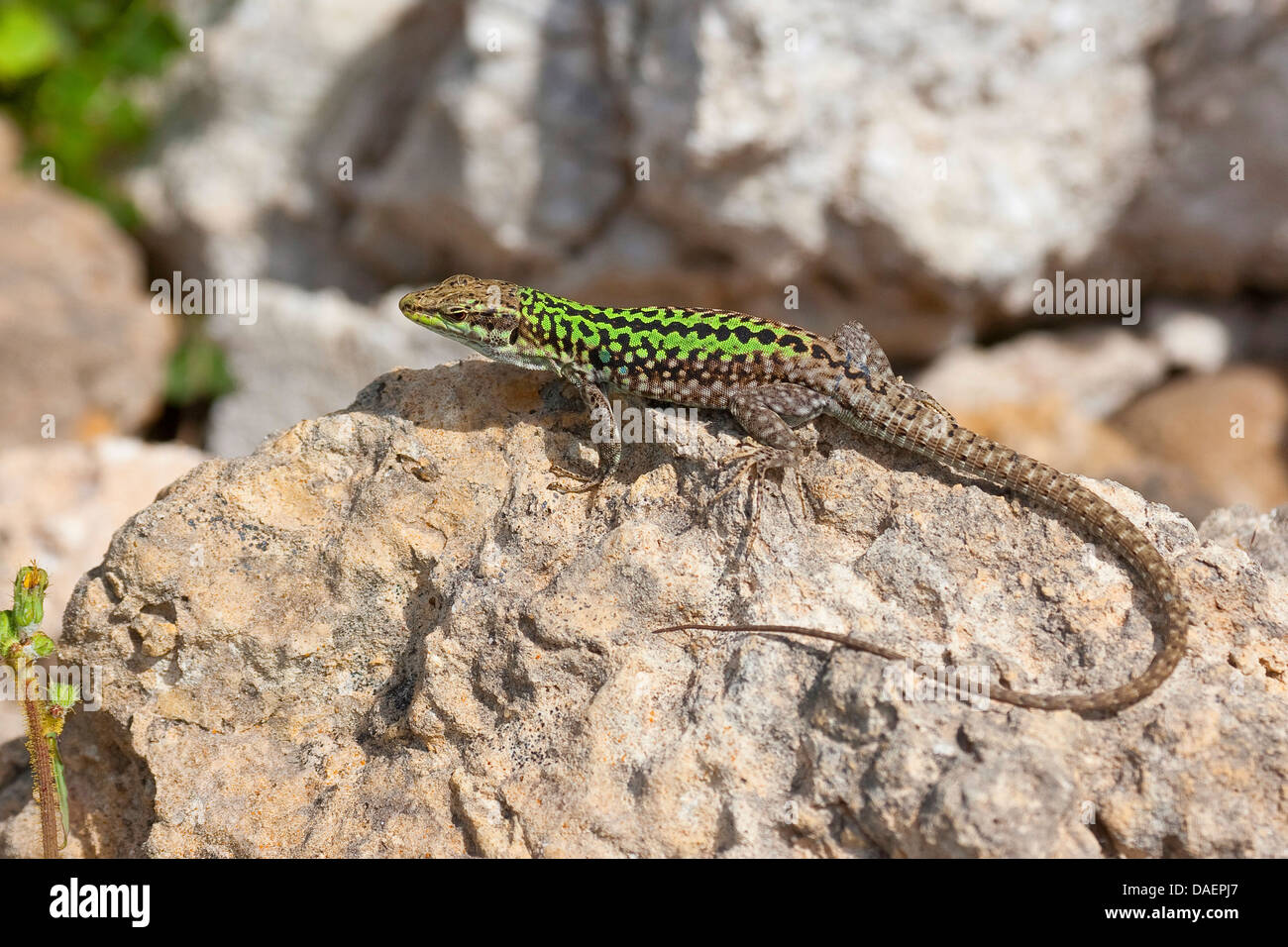 Italian wall lizard, ruin lizard, European wall lizard (Podarcis sicula ...