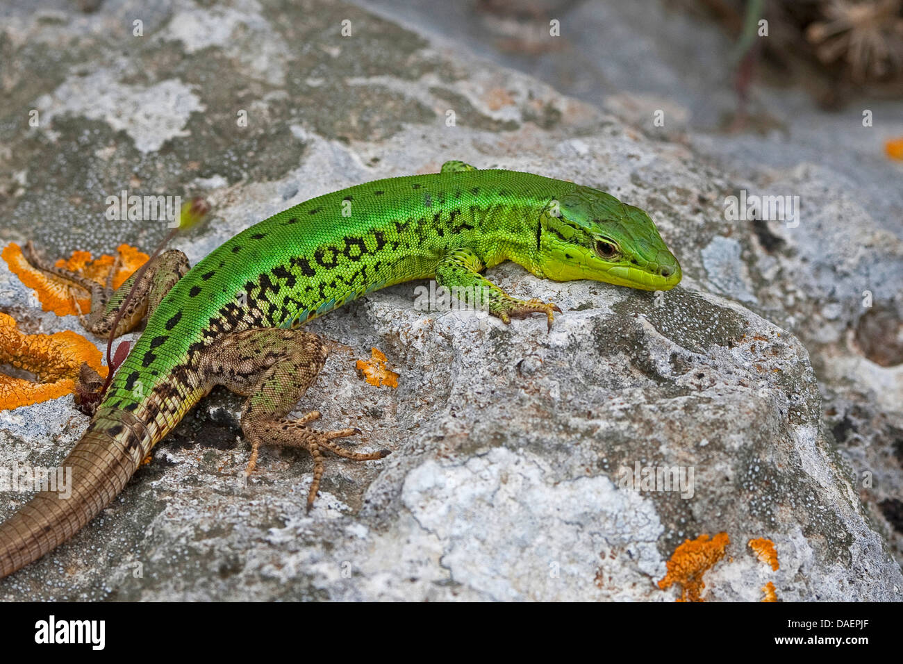 Sicilian wall lizard (Podarcis wagleriana, Lacerta wagleriana), sitting ...