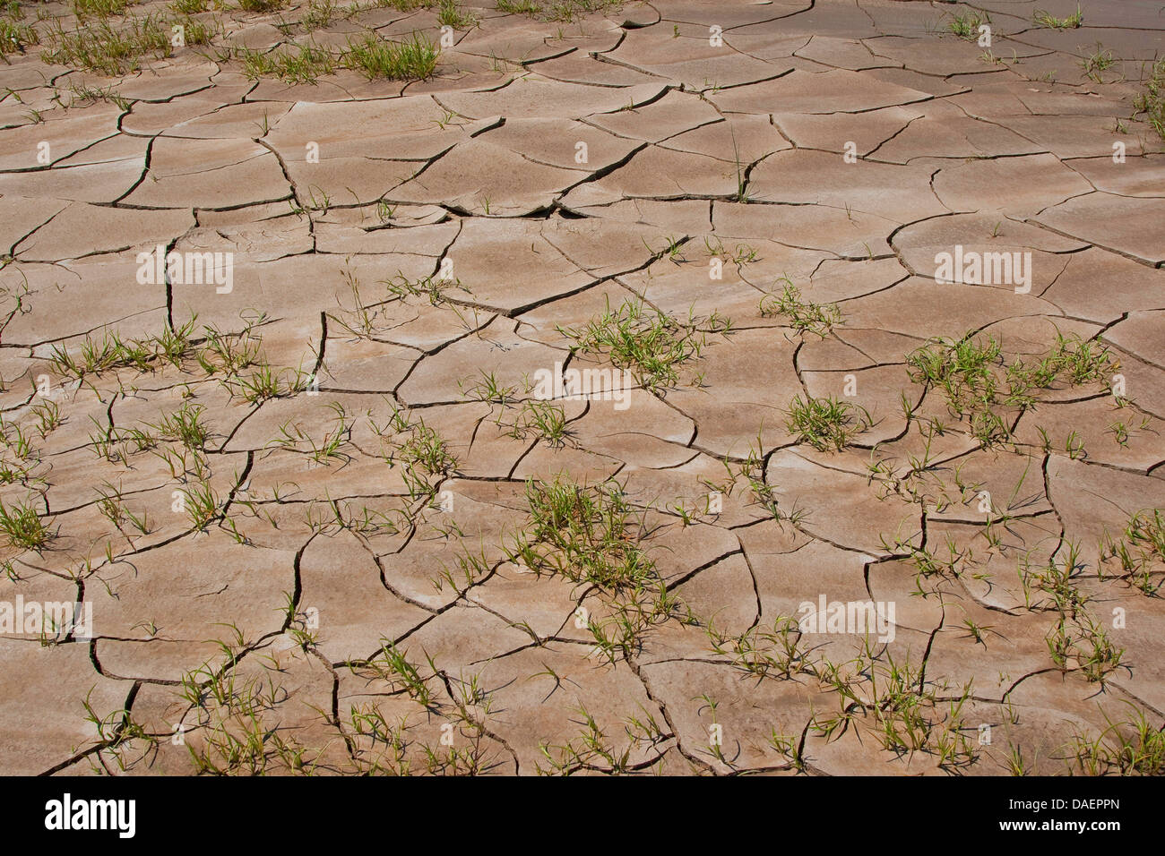 cracks in the mud Stock Photo - Alamy
