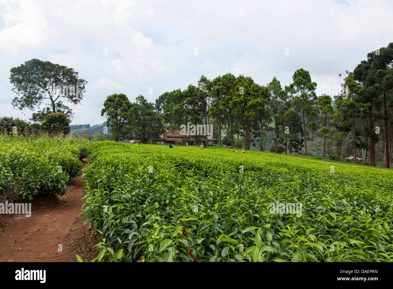 Rainy season tea and rain hi-res stock photography and images - Alamy
