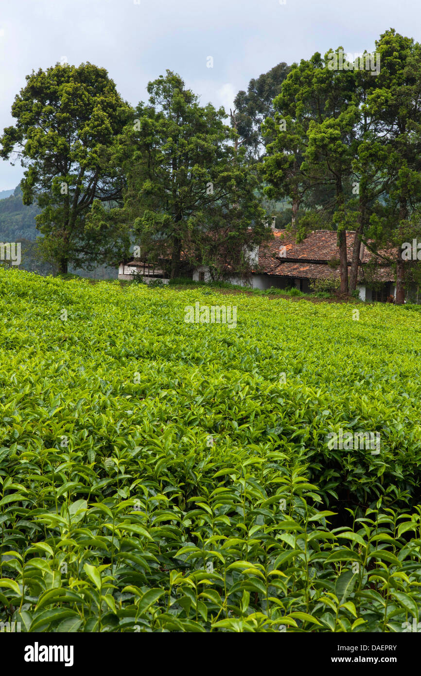 Burundi farming hi-res stock photography and images - Alamy
