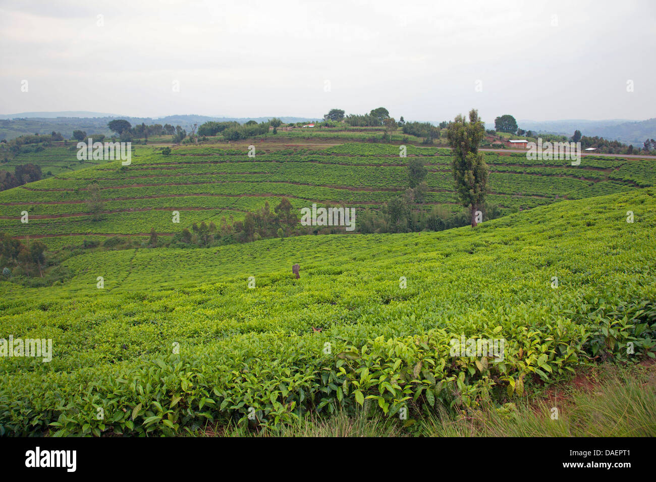 tea plantation in hilly landscape, Burundi, Gitega Stock Photo - Alamy