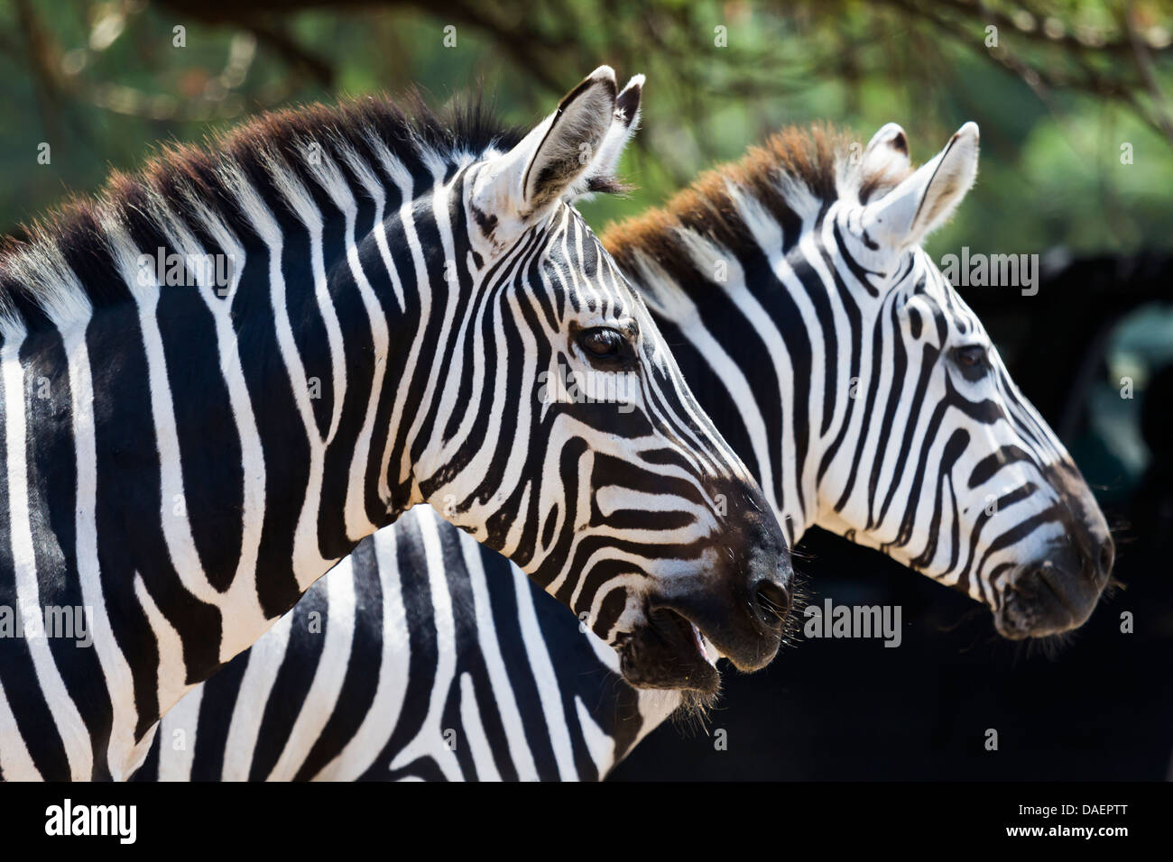 zebra portrait on nature Stock Photo - Alamy