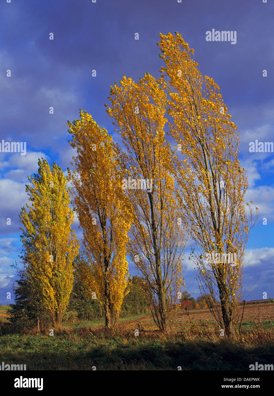 lombardy poplar (Populus nigra var. italica, Populus nigra 'Italica ...