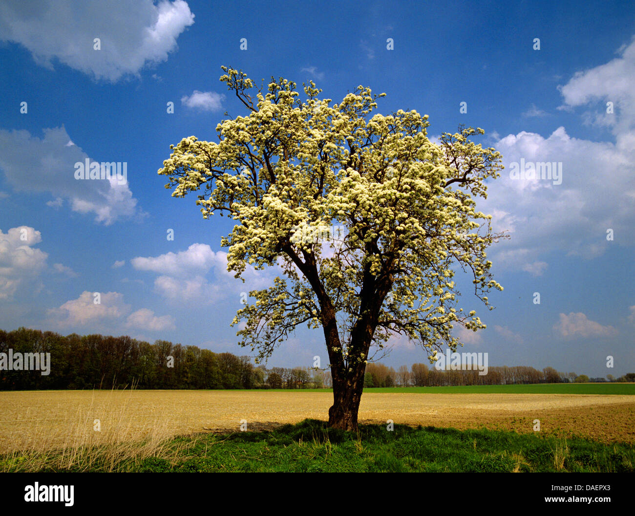 European Wild Pear (Pyrus pyraster), blooming, Germany Stock Photo - Alamy