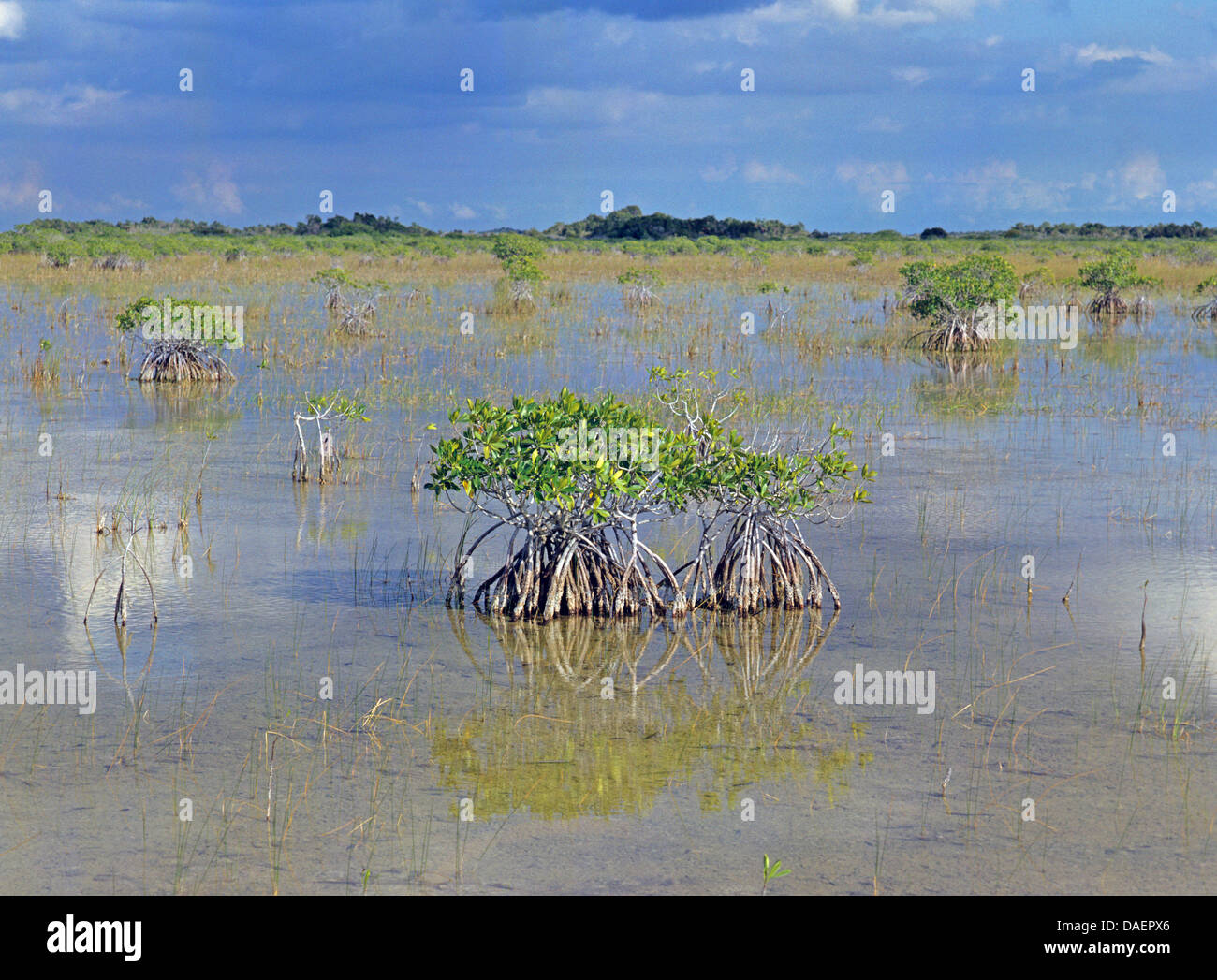 Mangrove marsh into the everglades hi-res stock photography and images ...