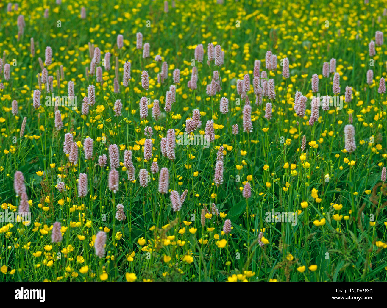 Common bistort, Meadow bistort (Polygonum bistorta, Bistorta ...