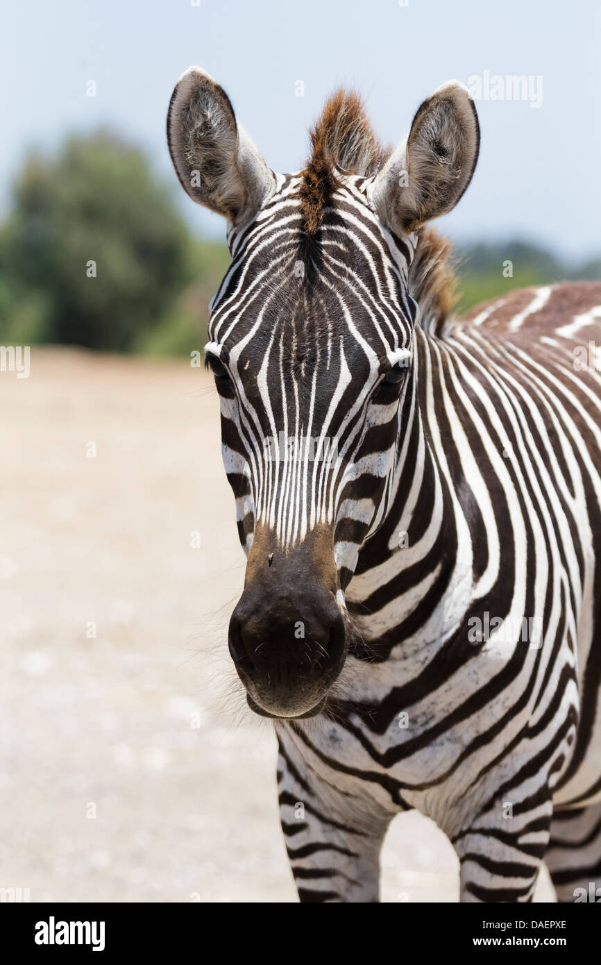 zebra portrait on nature Stock Photo - Alamy