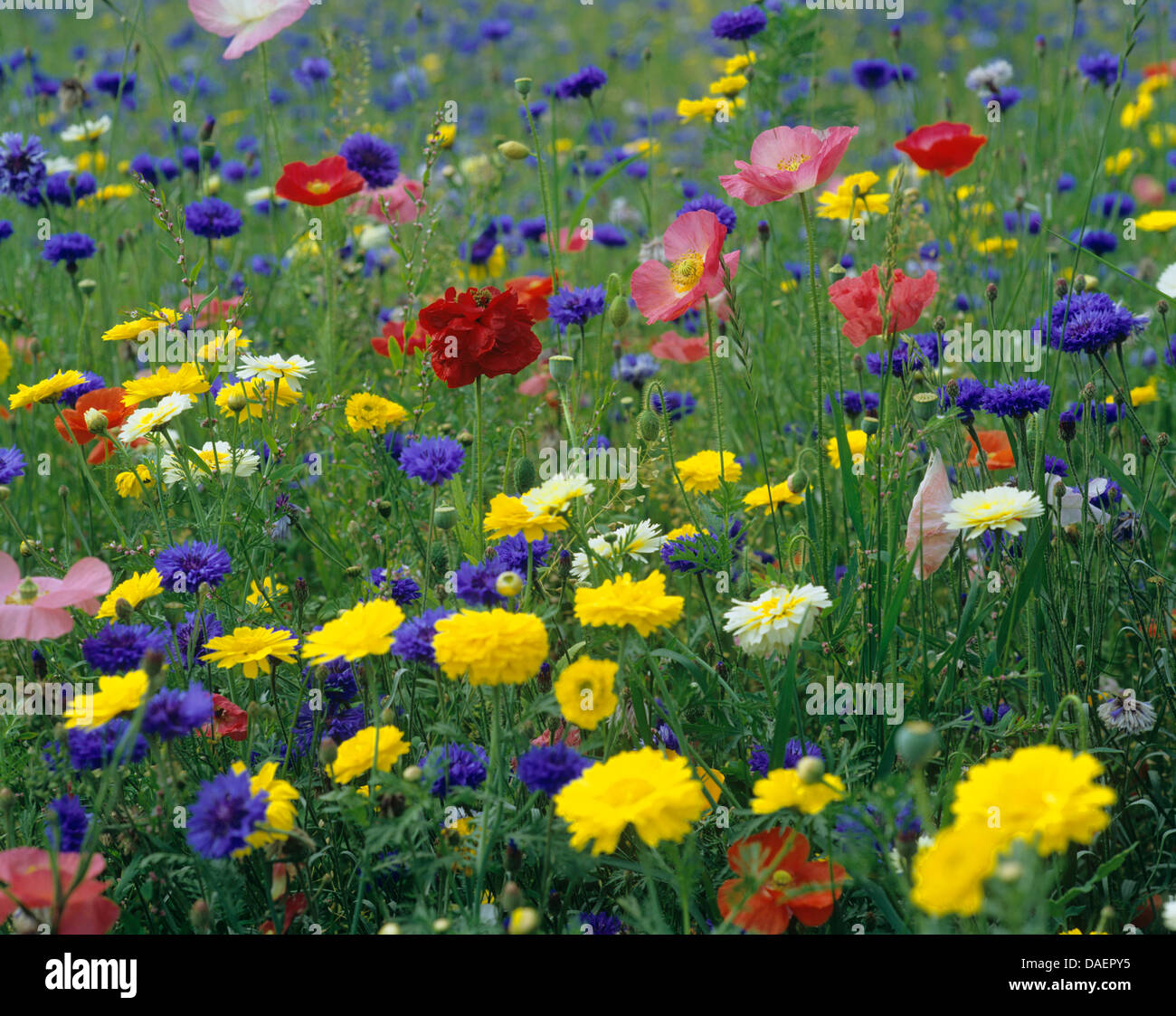meadows with corn flower, poppy and corn marigold, Germany Stock Photo ...