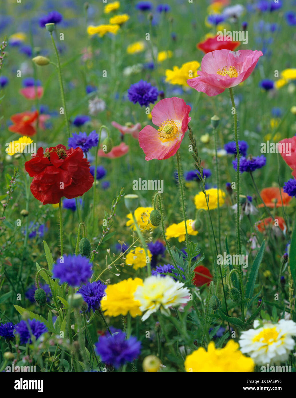 meadows with corn flower, poppy and corn marigold, Germany Stock Photo ...