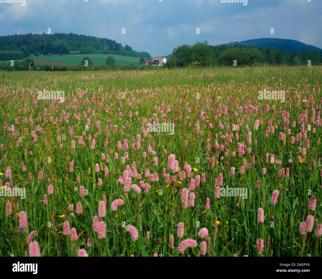 Common bistort, Meadow bistort (Polygonum bistorta, Bistorta ...