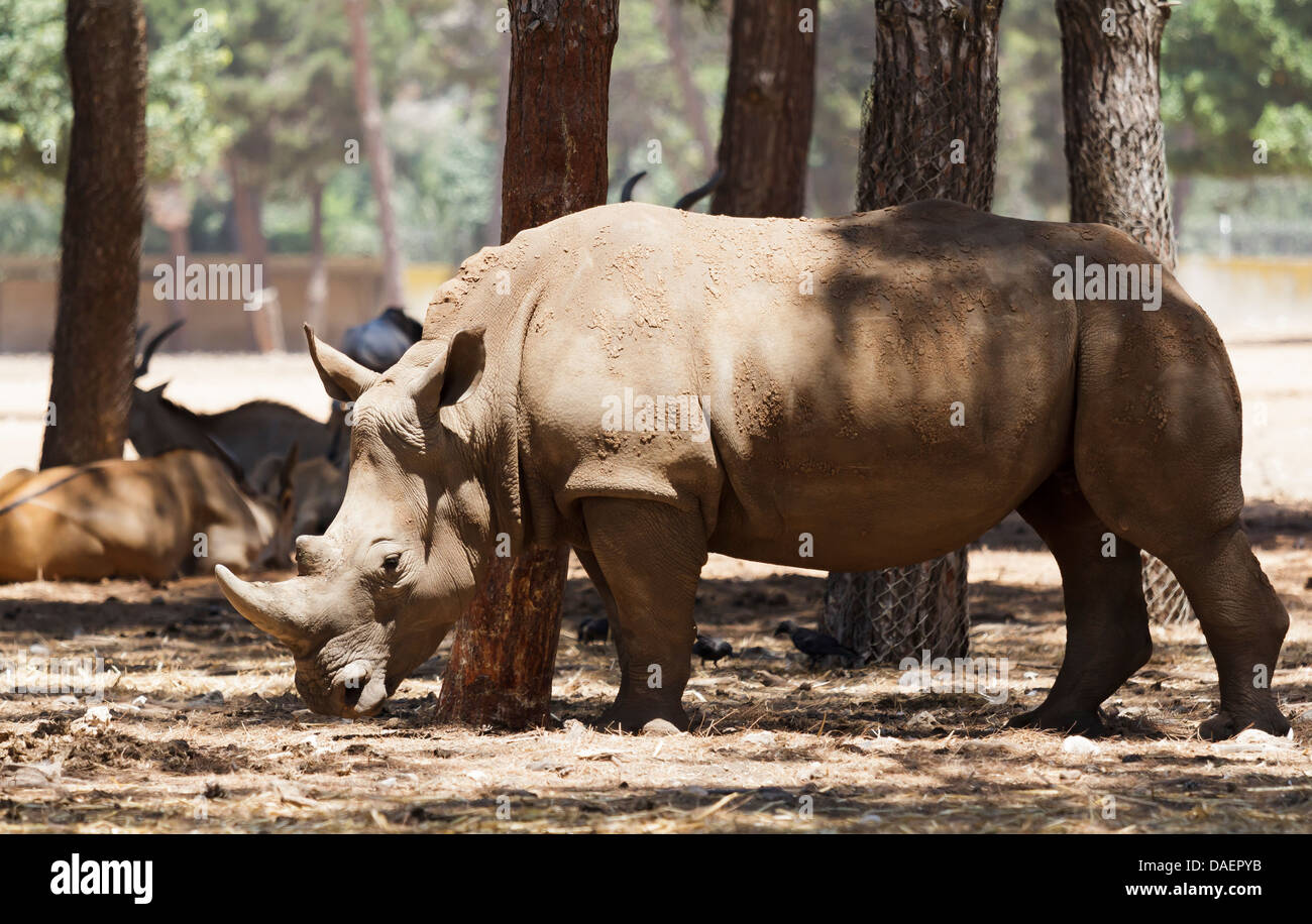Rhino resting in the shade Stock Photo - Alamy