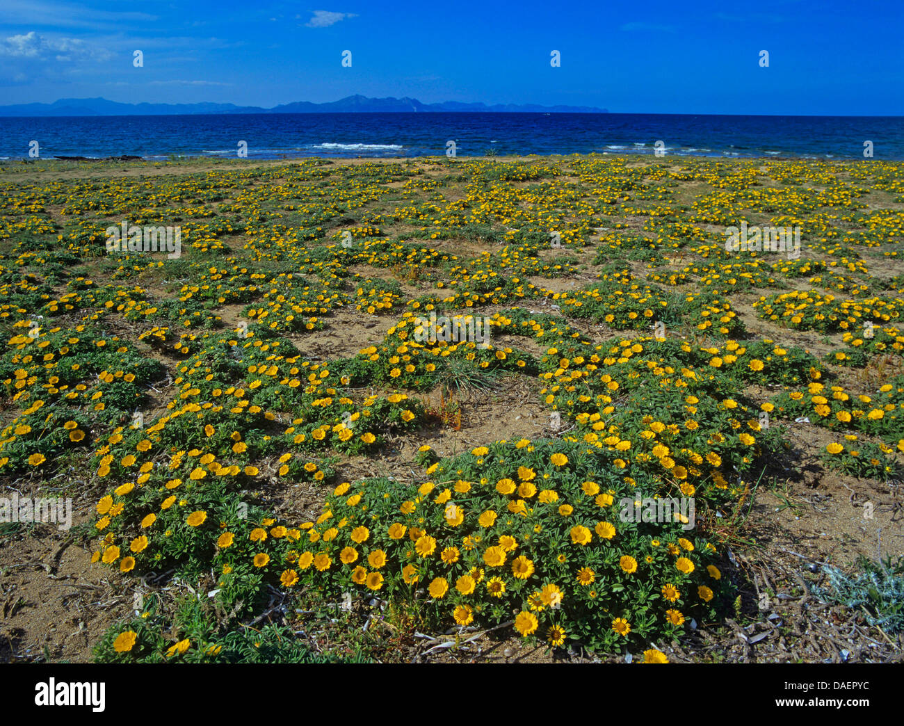 Gold Coin, Mediterranean Beach Daisy (Asteriscus maritimus, Bubonium ...