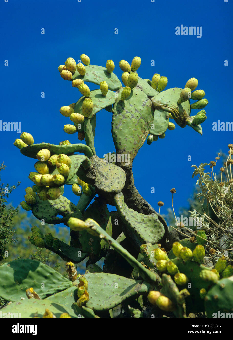 Indian fig, cactus pear (Opuntia ficus-indica, Opuntia ficus-barbarica ...