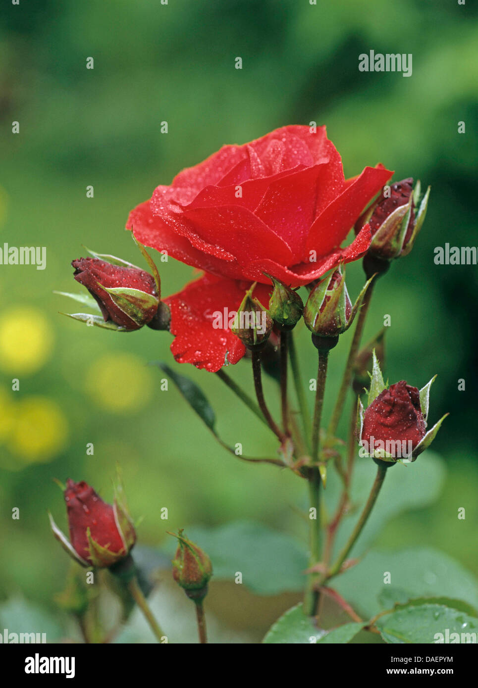 ornamental rose (Rosa spec.), red rose Stock Photo - Alamy