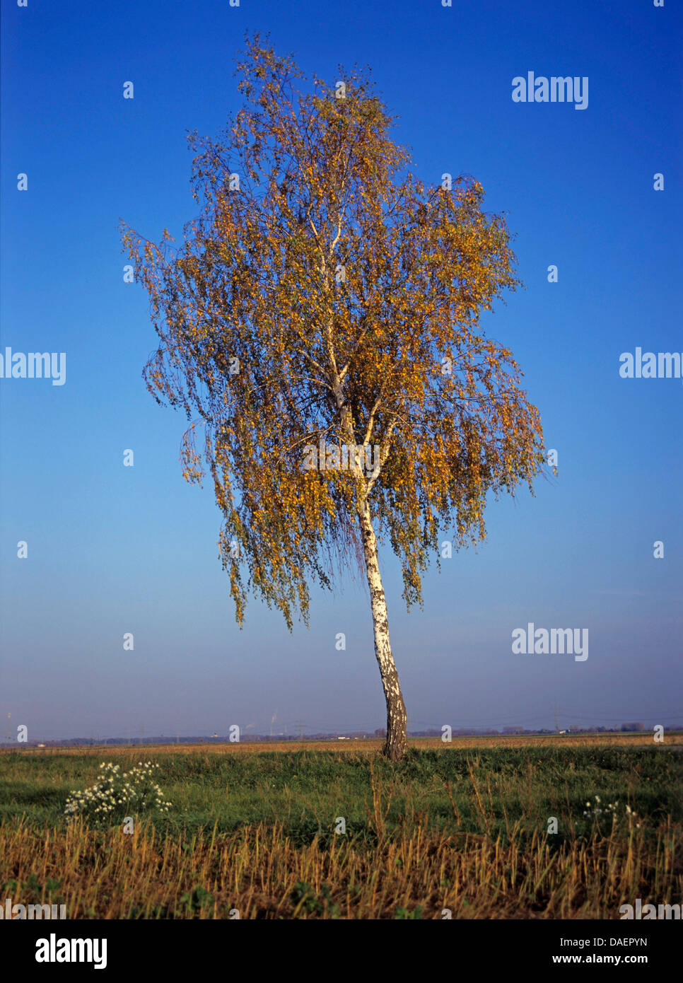 common birch, silver birch, European white birch, white birch (Betula ...