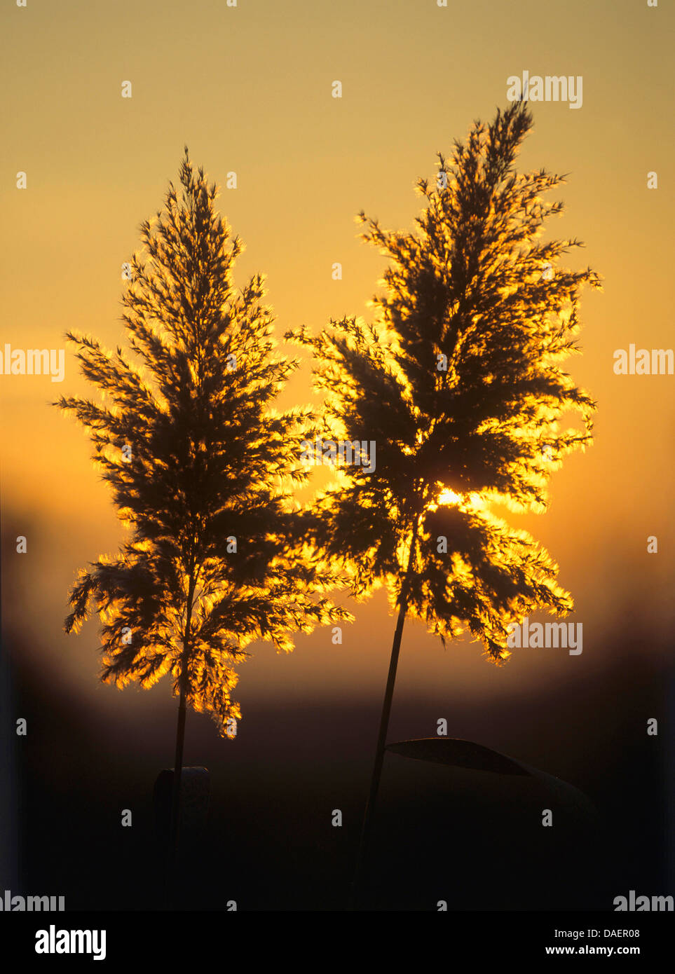 reed grass, common reed (Phragmites communis, Phragmites australis ...