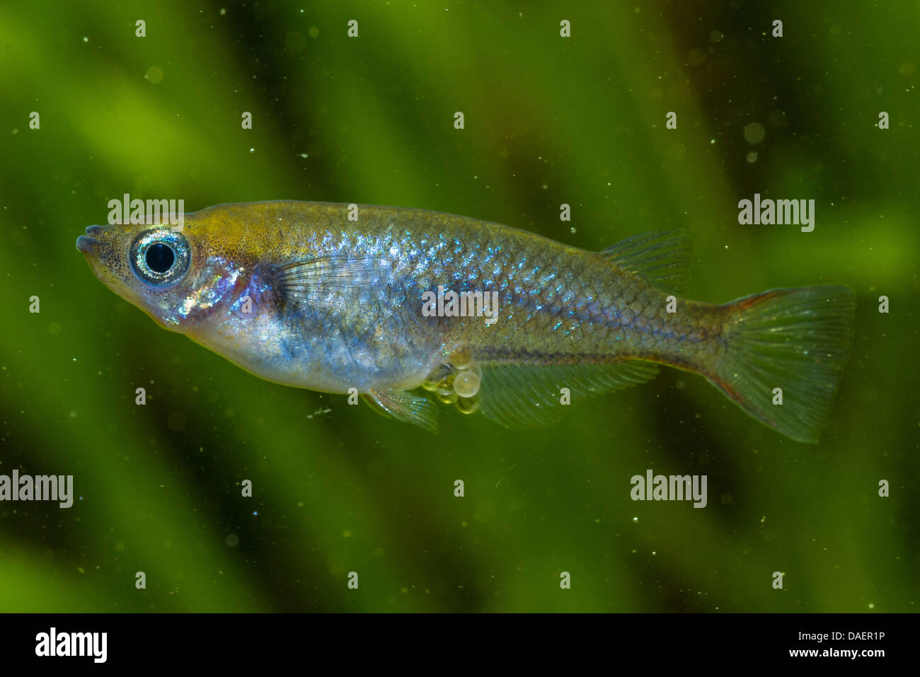Daisy's Ricefish (Oryzias woworae), female carrying eggs Stock Photo ...