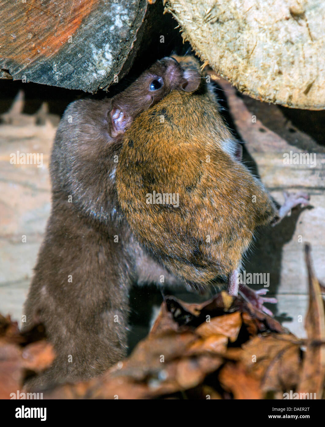 least weasel (Mustela nivalis), carrying a caught mouse to its hide in ...