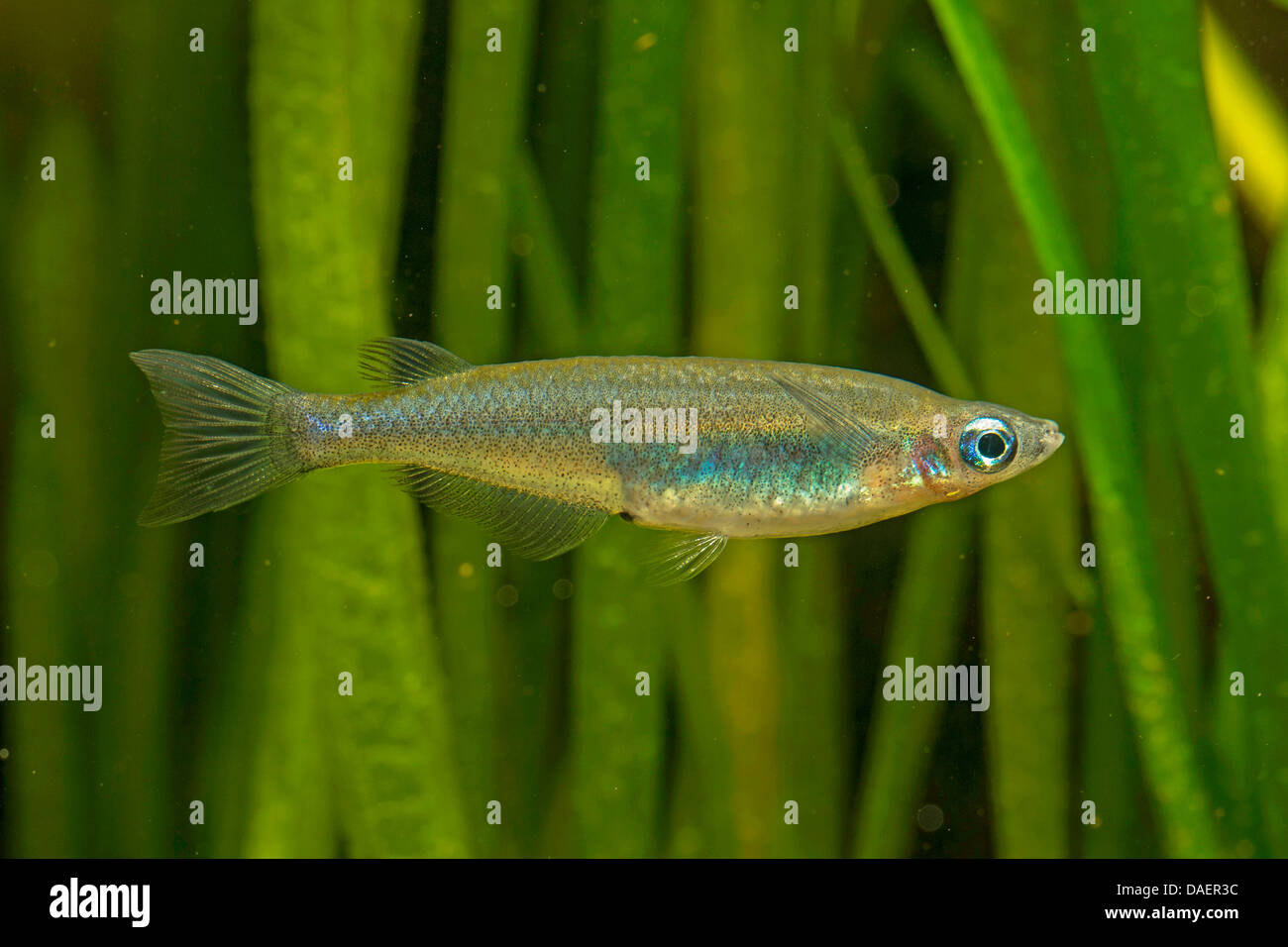 Nigrimas medakafish, black medaka (Oryzias nigrimas), female Stock ...